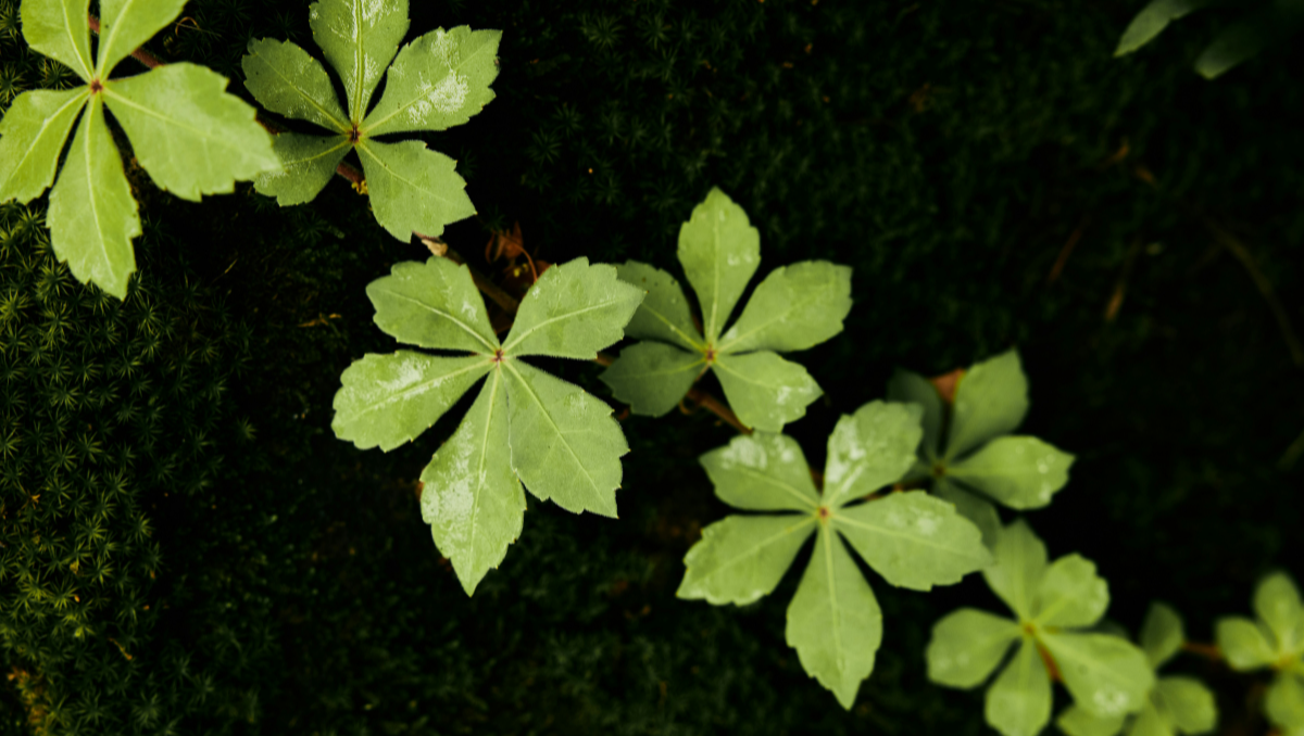 Backing the next generation | IoD NZ