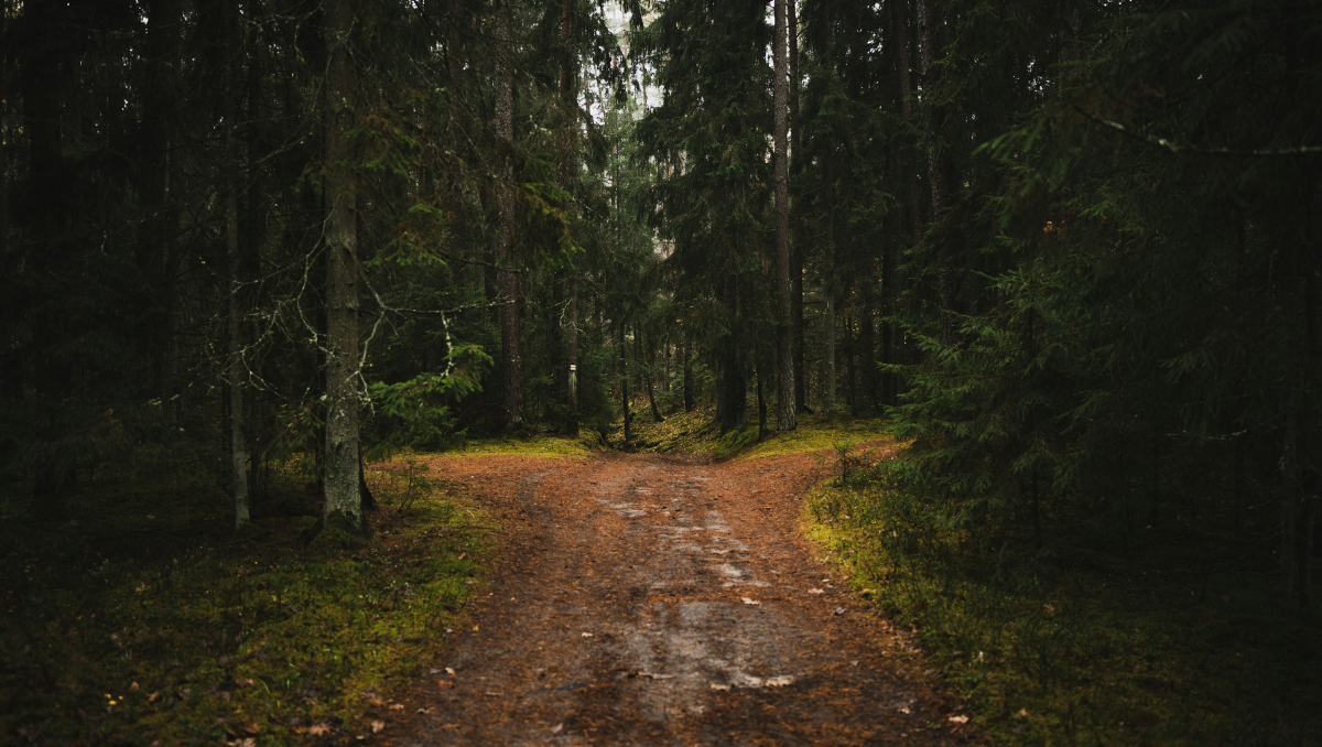 Climate compliance or climate stewardship? The choice boards must make ...