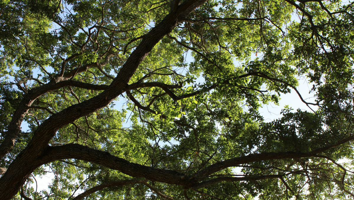 Counting nature because nature counts | IoD NZ
