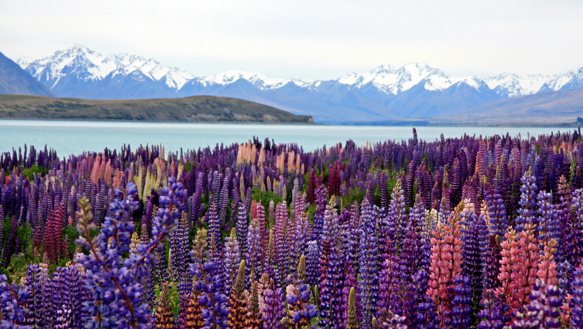 Hobson Leavy Executive Search partners with Chapter Zero New Zealand ...