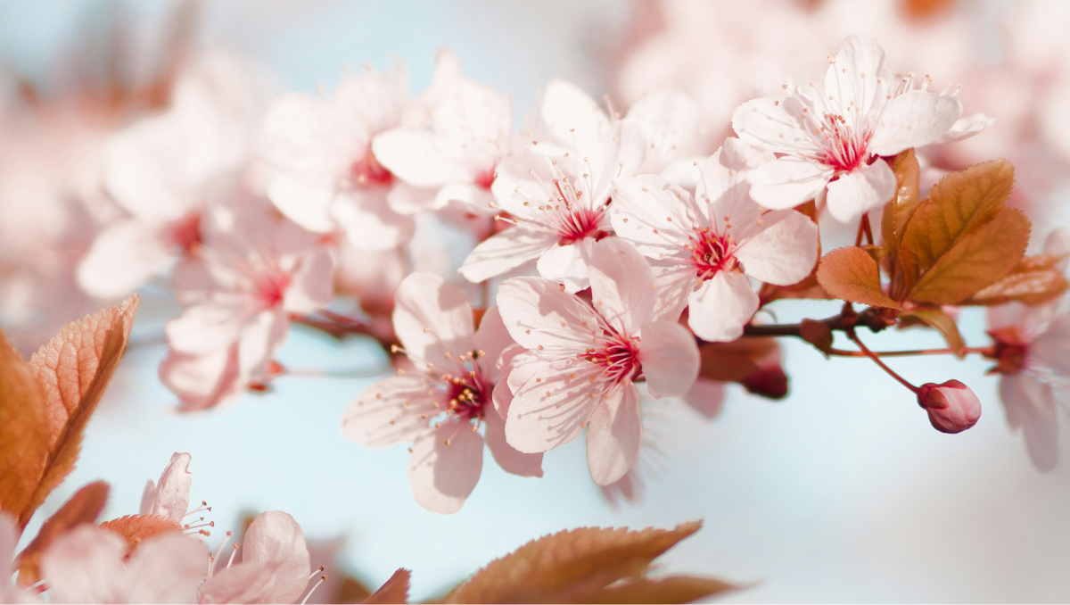 Smell the blossoms while we still have them | IoD NZ