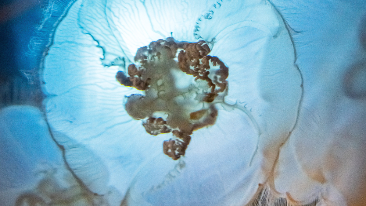 XRB guide to transition planning – Questions to get started | Chapter ...