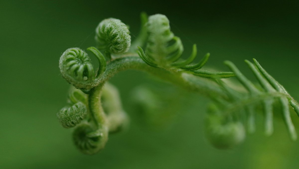 Company Directors' Course Kaupapa Māori | IoD NZ